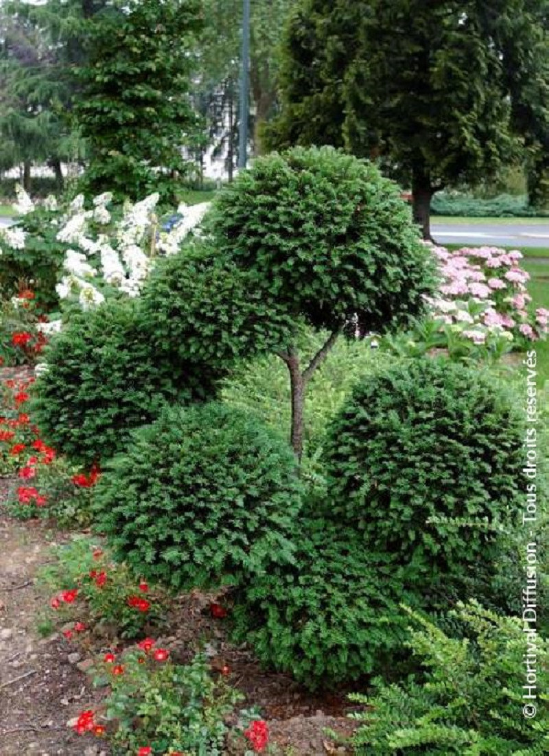 TAXUS baccata (If commun)