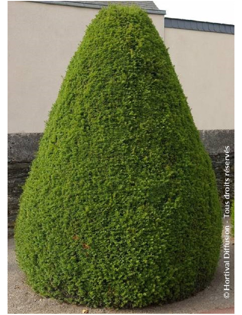 TAXUS baccata (If commun)