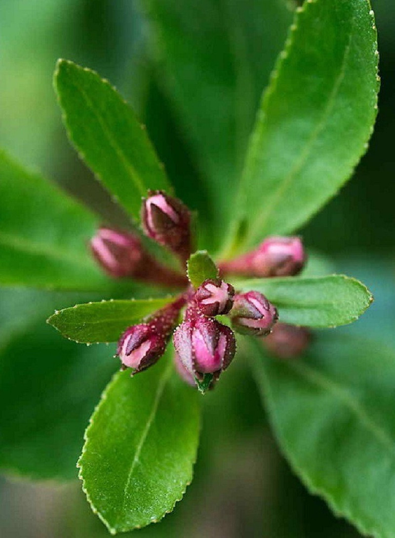 ESCALLONIA DONARD SEEDLING (Escallonia)