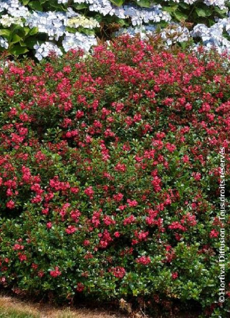ESCALLONIA RED DREAM (Escallonia)