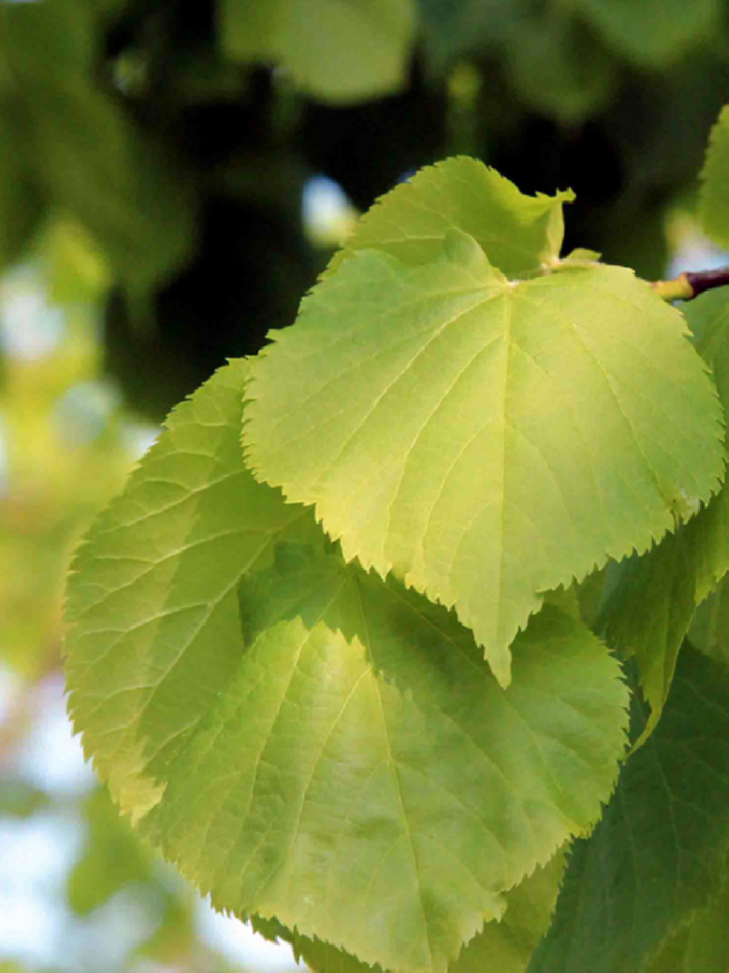 TILIA cordata Greenspire (Tilleul des bois, Tilleul à petites feuilles)