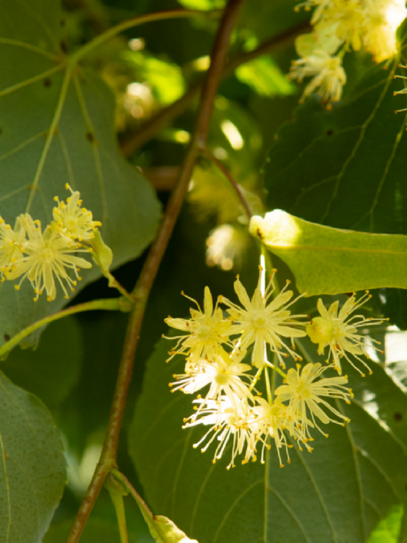 TILIA cordata Greenspire (Tilleul des bois, Tilleul à petites feuilles)