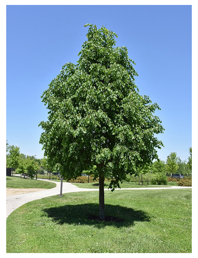 TILIA cordata Greenspire (Tilleul des bois, Tilleul à petites feuilles)