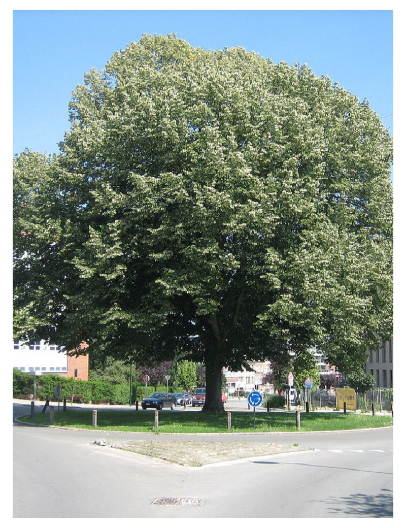 TILIA tomentosa (Tilleul argenté)