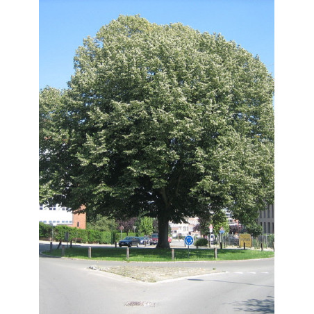 TILIA tomentosa (Tilleul argenté)