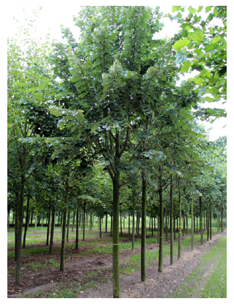 TILIA tomentosa (Tilleul argenté)