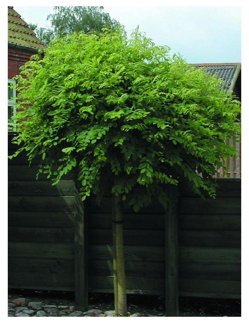 ROBINIA pseudoacacia UMBRACULIFERA (Robinier boule)