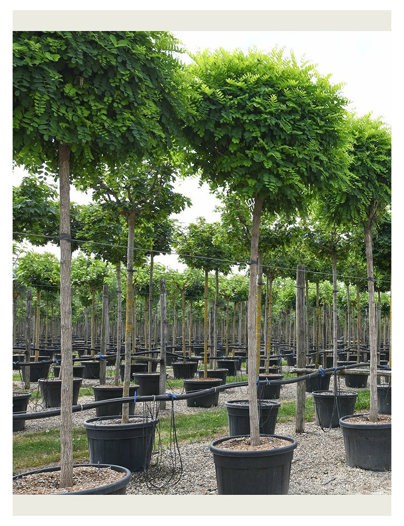 ROBINIA pseudoacacia UMBRACULIFERA (Robinier boule)