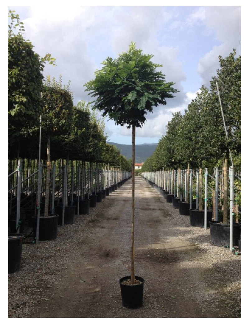 ROBINIA pseudoacacia UMBRACULIFERA (Robinier boule)