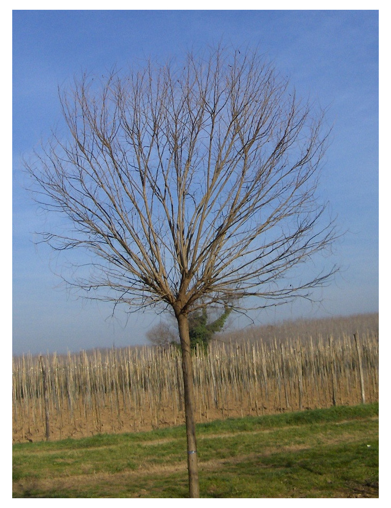 ROBINIA pseudoacacia UMBRACULIFERA (Robinier boule)