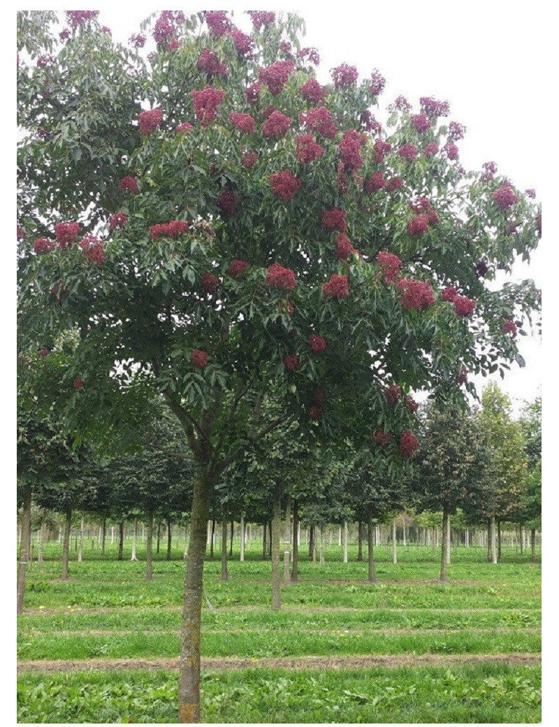 EUODIA daniellii ou Tetradium daniellii var. hupehensis (Arbre à miel)