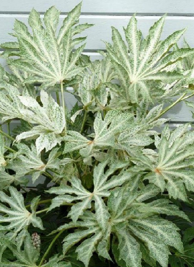 FATSIA japonica SPIDER WEB (Aralia du Japon panaché Spider web)