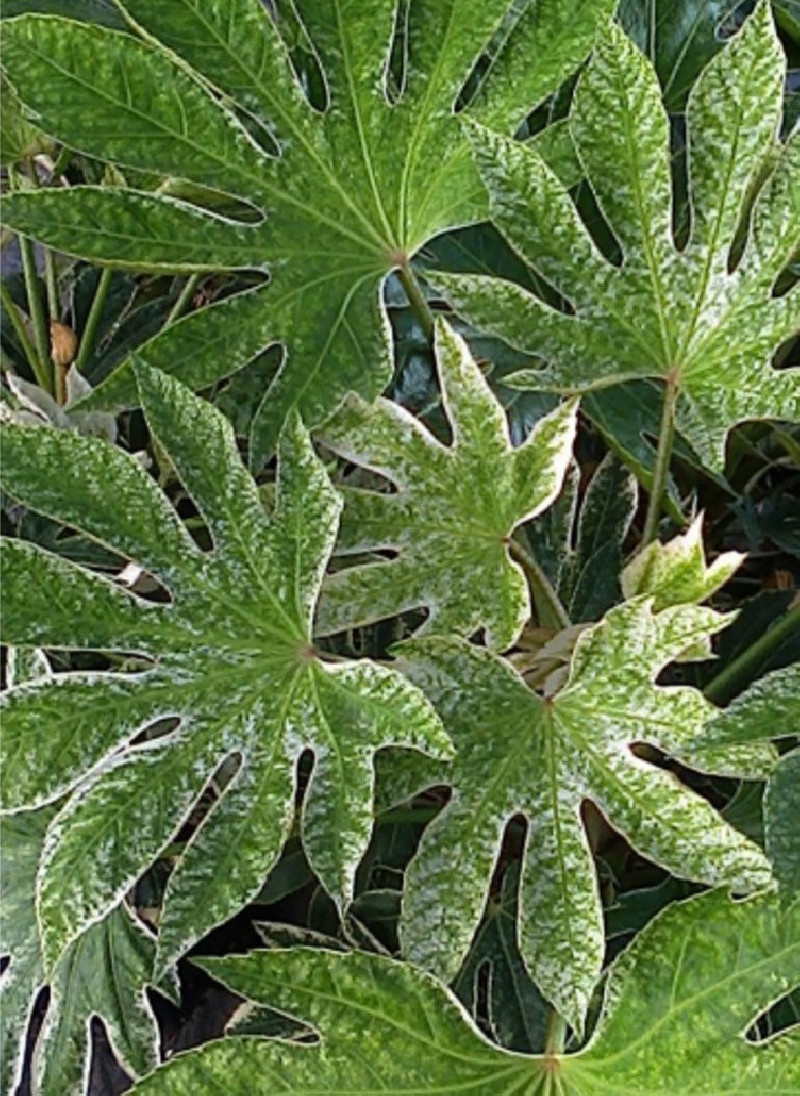 FATSIA japonica SPIDER WEB (Aralia du Japon panaché Spider web)