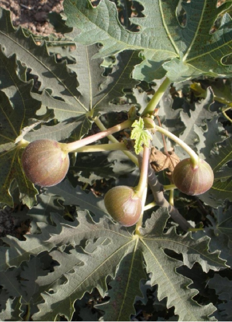 FIGUIER ICE CRYSTAL (Ficus carica)