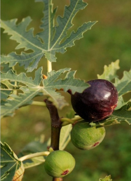 FIGUIER ICE CRYSTAL (Ficus carica)