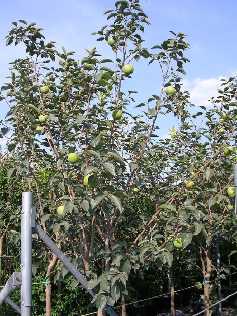 KAKI MUSCAT (Diospyros)