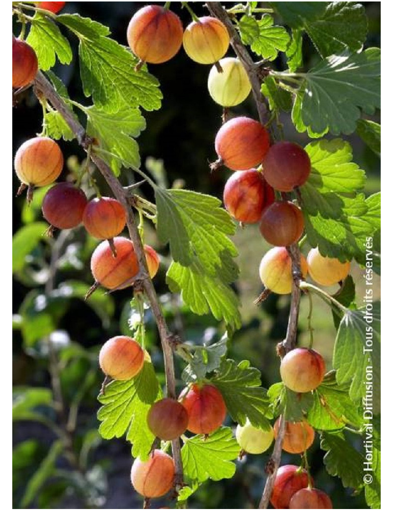 GROSEILLIER À MAQUEREAU ROUGE (Ribes grossularia)