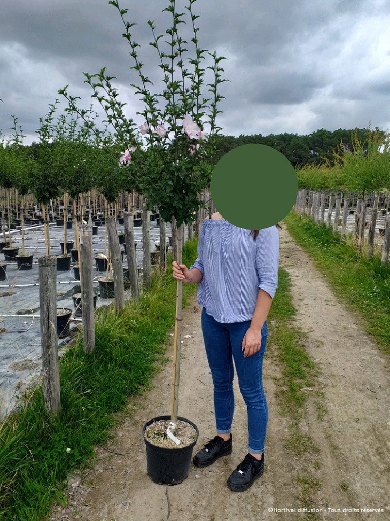 HIBISCUS syriacus WOODBRIDGE (Hibiscus, Althéa)