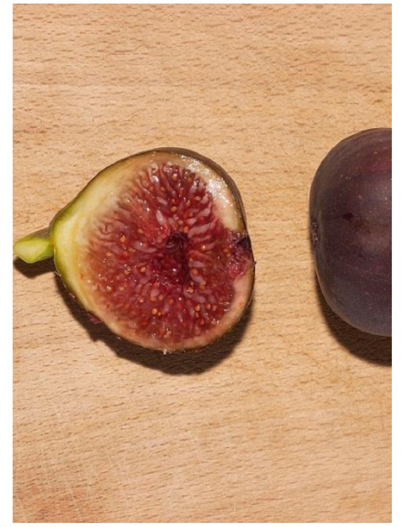 FIGUIER ROUGE DE BORDEAUX - PASTILIÈRE (Ficus carica)