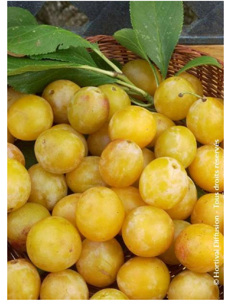 PRUNIER MIRABELLE DE NANCY (Prunus domestica)