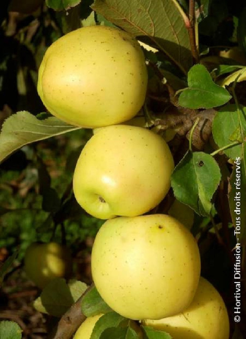 POMMIER GOLDEN DELICIOUS (Malus domestica)
