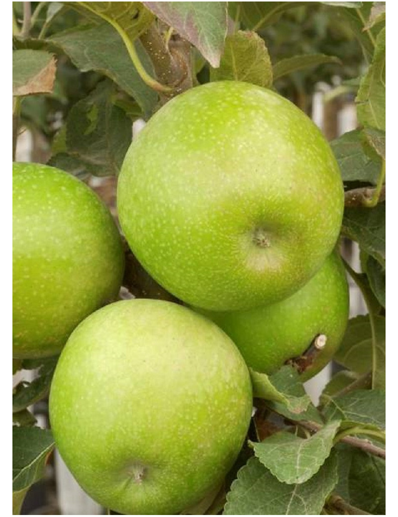 Achat arbre fruitier et petit fruit (14)