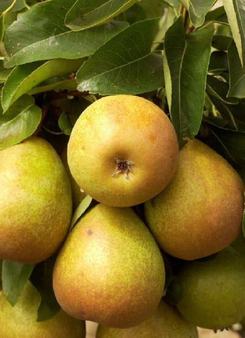 POIRIER BEURRE HARDY (PYRUS communis)