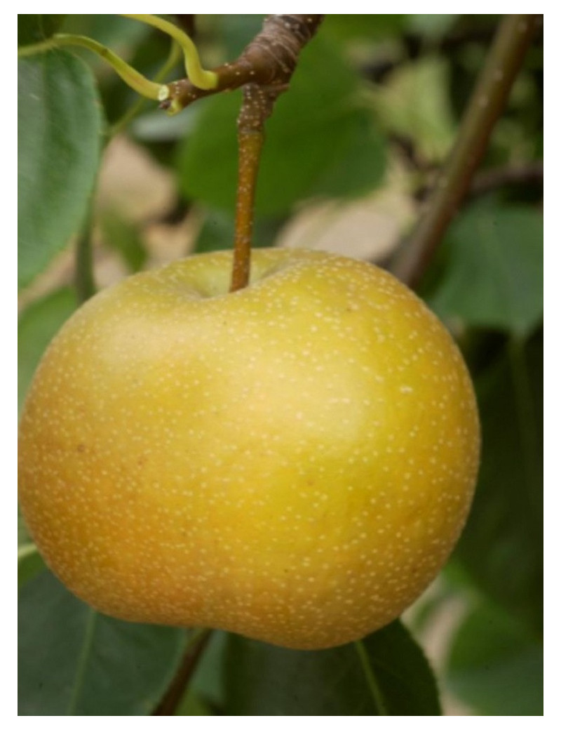 NASHI - POMME POIRE KOSUI (Pyrus pyrifolia)
