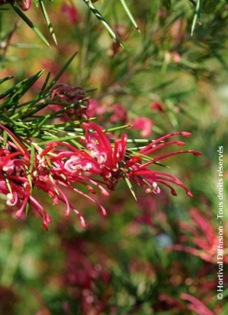GREVILLEA juniperina (Grevillea juniperina)
