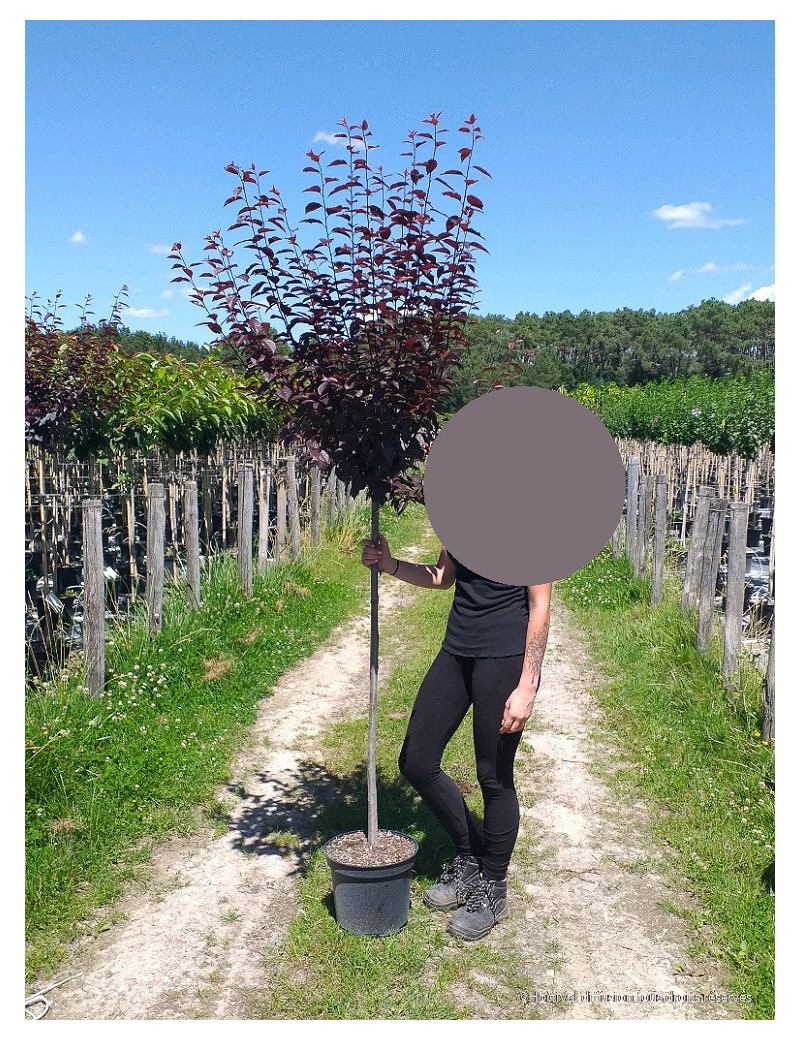 PRUNUS cerasifera ATROPURPUREA (Prunier myrobolan Nigra)