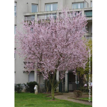 PRUNUS cerasifera ATROPURPUREA (Prunier myrobolan Nigra)