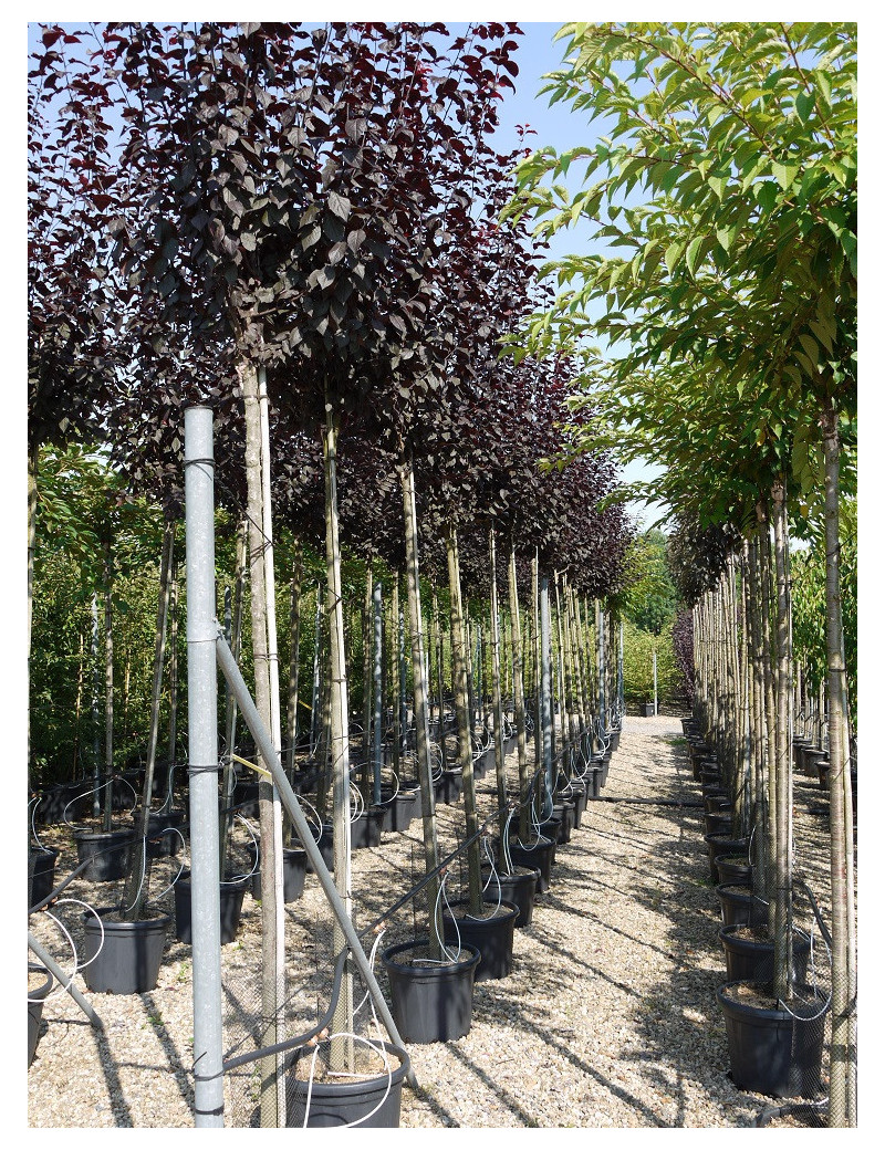PRUNUS cerasifera ATROPURPUREA (Prunier myrobolan Nigra)