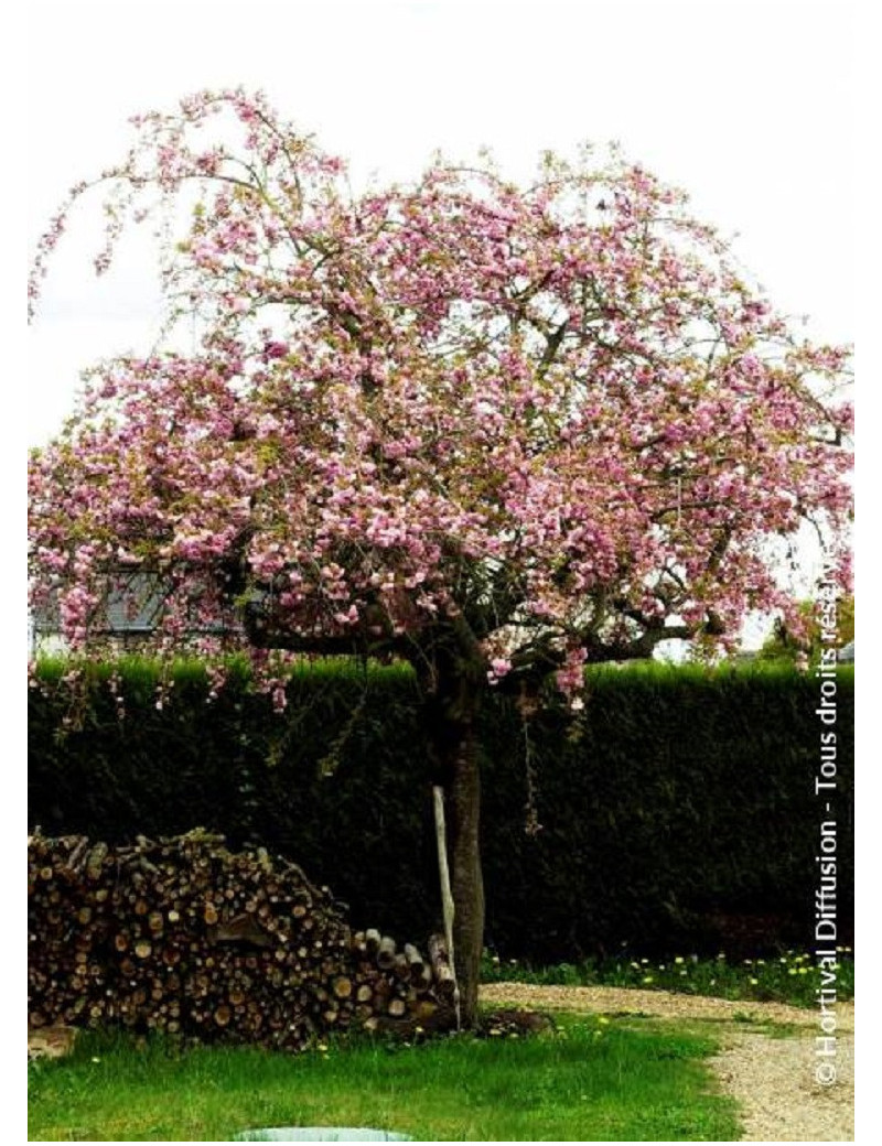 PRUNUS KIKU-SHIDARE-ZAKURA (Cerisier à fleurs pleureur)