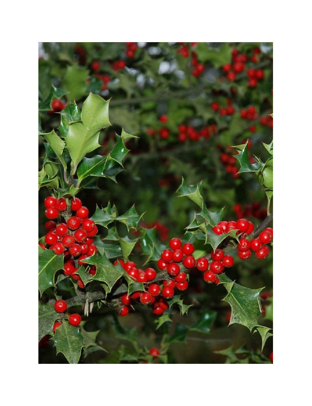 ILEX aquifolium (Houx commun)