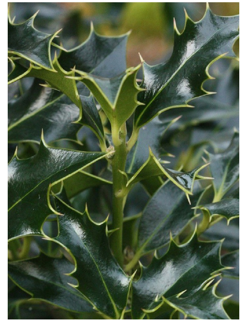 ILEX aquifolium ALASKA (Houx commun Alaska)