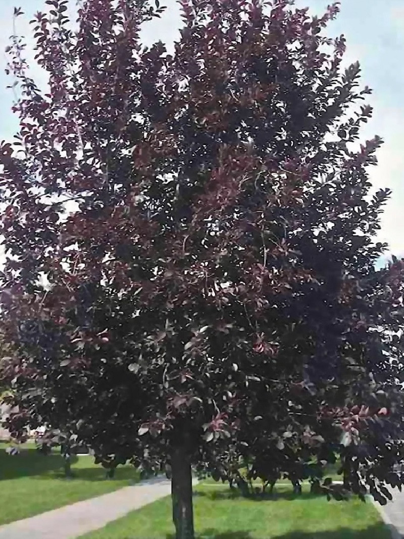 PRUNUS virginiana SCHUBERT (Cerisier de Virginie Shubert)