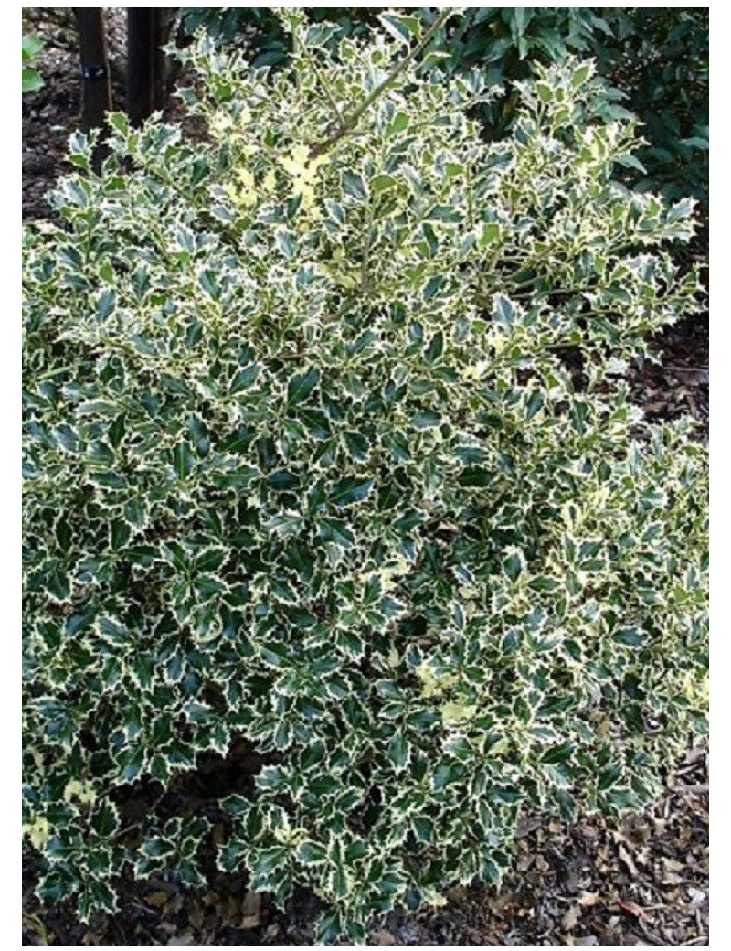 ILEX aquifolium ARGENTEA MARGINATA (Houx commun panaché)