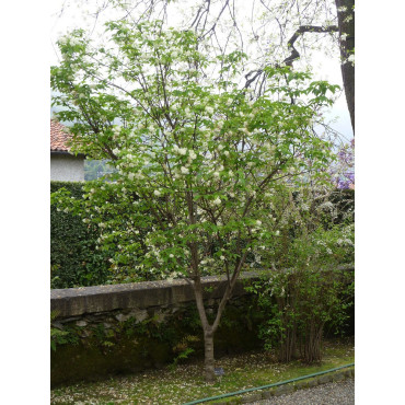 STAPHYLEA colchica (Staphylier)