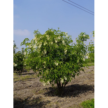 STAPHYLEA colchica (Staphylier)