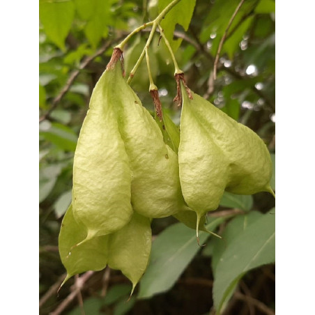 STAPHYLEA colchica (Staphylier)