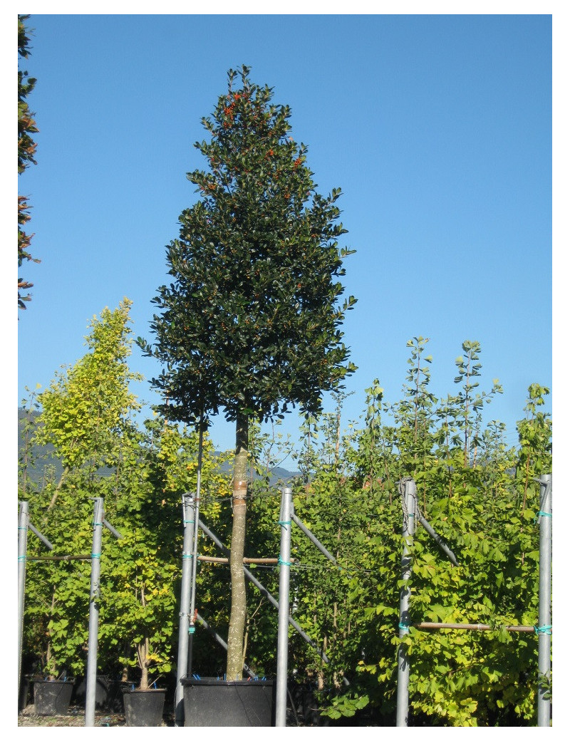 ILEX NELLIE R. STEVENS (Houx - Arbre)