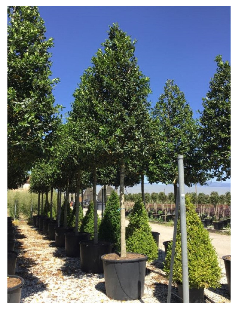 ILEX NELLIE R. STEVENS (Houx - Arbre)