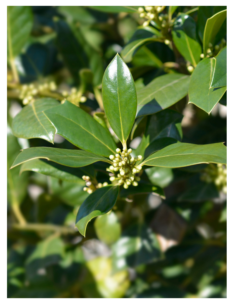 ILEX NELLIE R. STEVENS (Houx - Arbre)