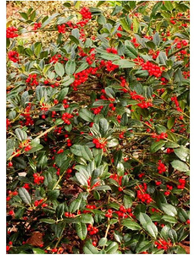 ILEX aquifolium J.C.VAN TOL (Houx commun J.C. van Tol)