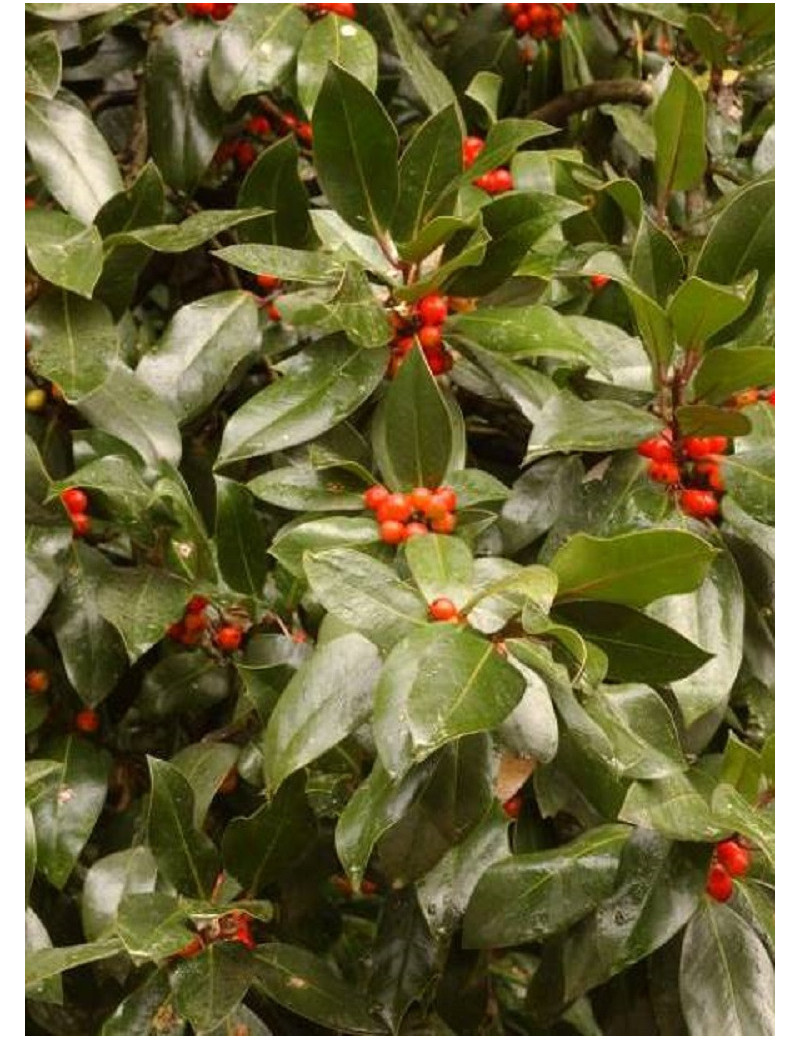 ILEX aquifolium J.C.VAN TOL (Houx commun J.C. van Tol)