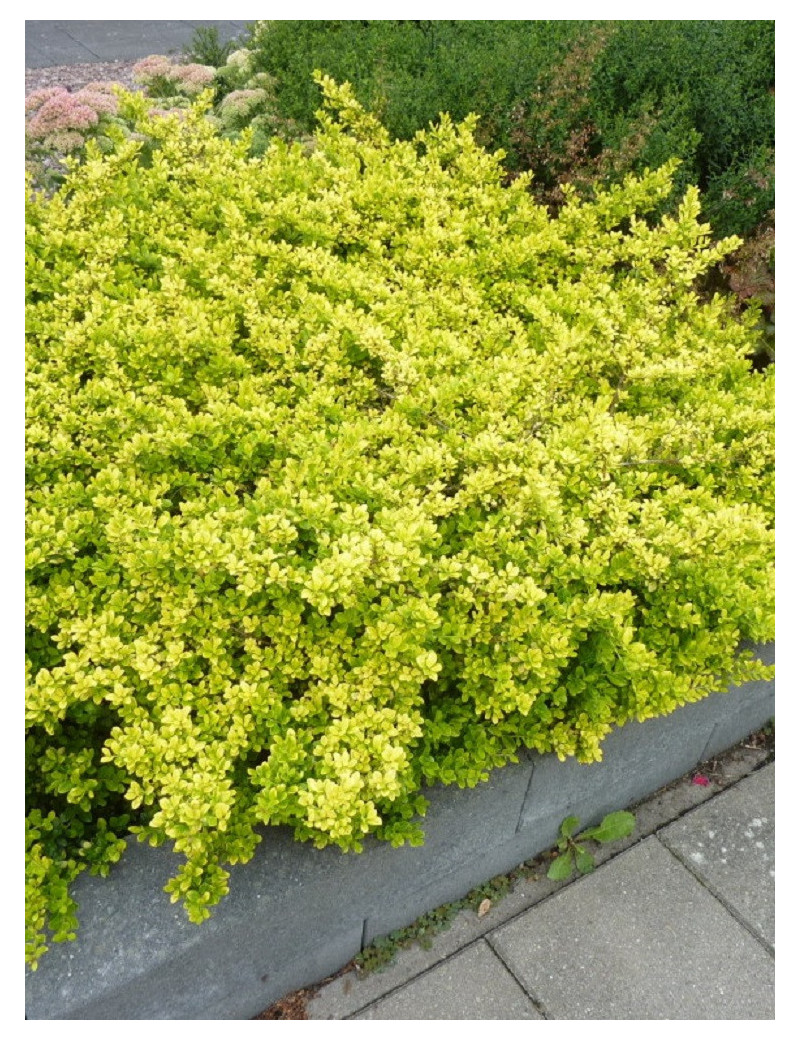 ILEX crenata GOLDEN GEM (Houx crénelé doré)