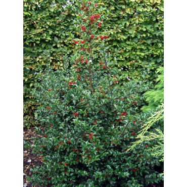 ILEX meserveae BLUE PRINCESS® (Houx Blue Princess)