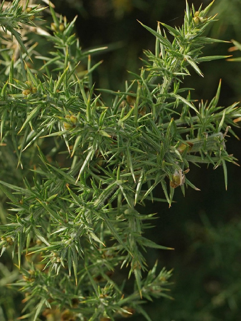 ULEX europaeus (Ajonc d'Europe ou Grand Ajonc)