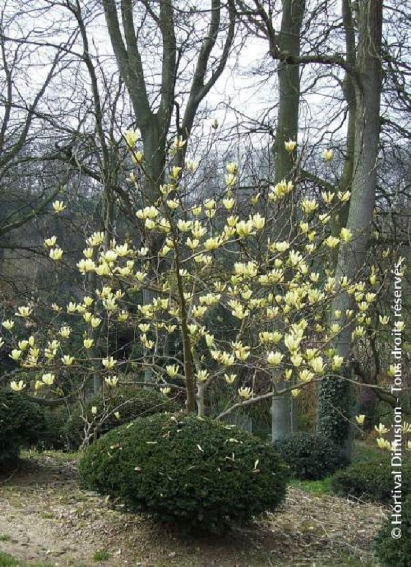 MAGNOLIA BUTTERFLIES (Magnolier)