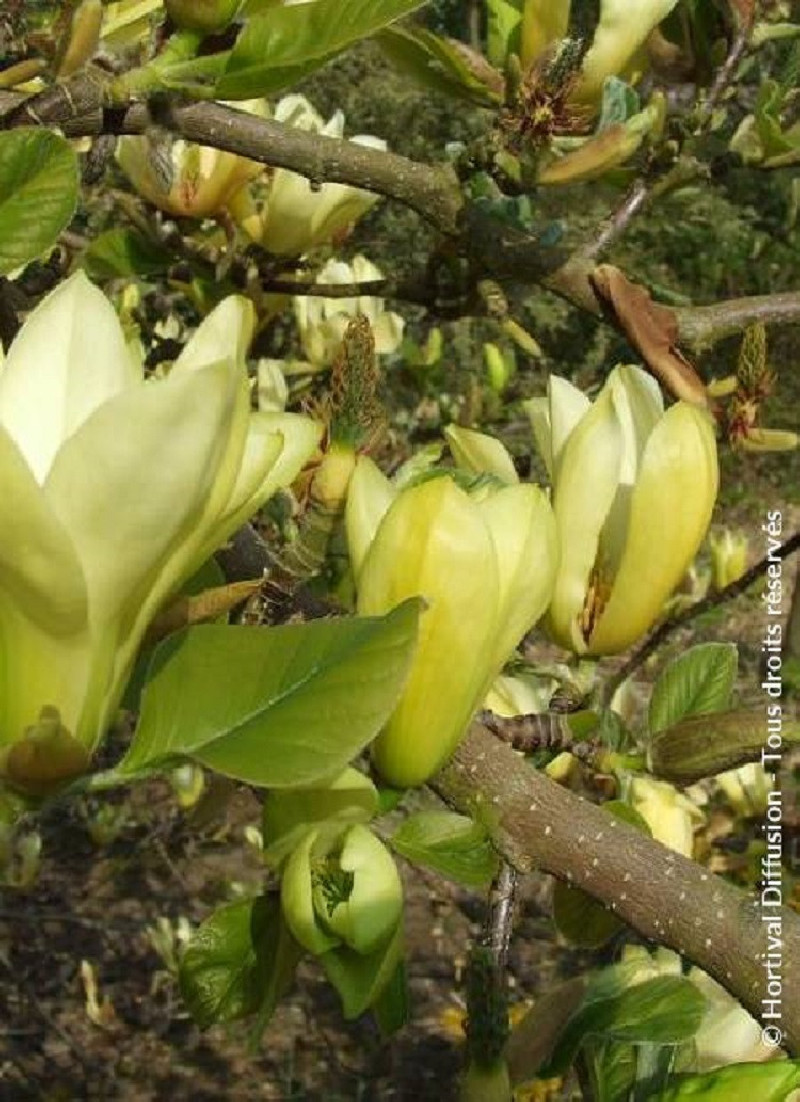 MAGNOLIA BUTTERFLIES (Magnolier)